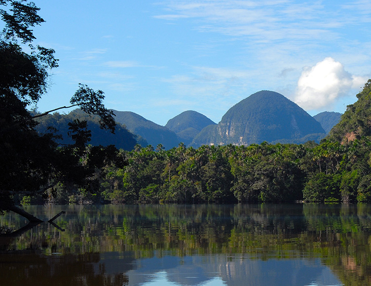 Buy International and Australian Carbon Credits | Shell Energy